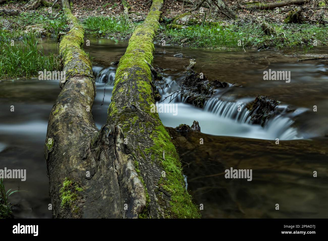 A fallen tree lies obscenely over a creek downstream from Weavers Creek ...