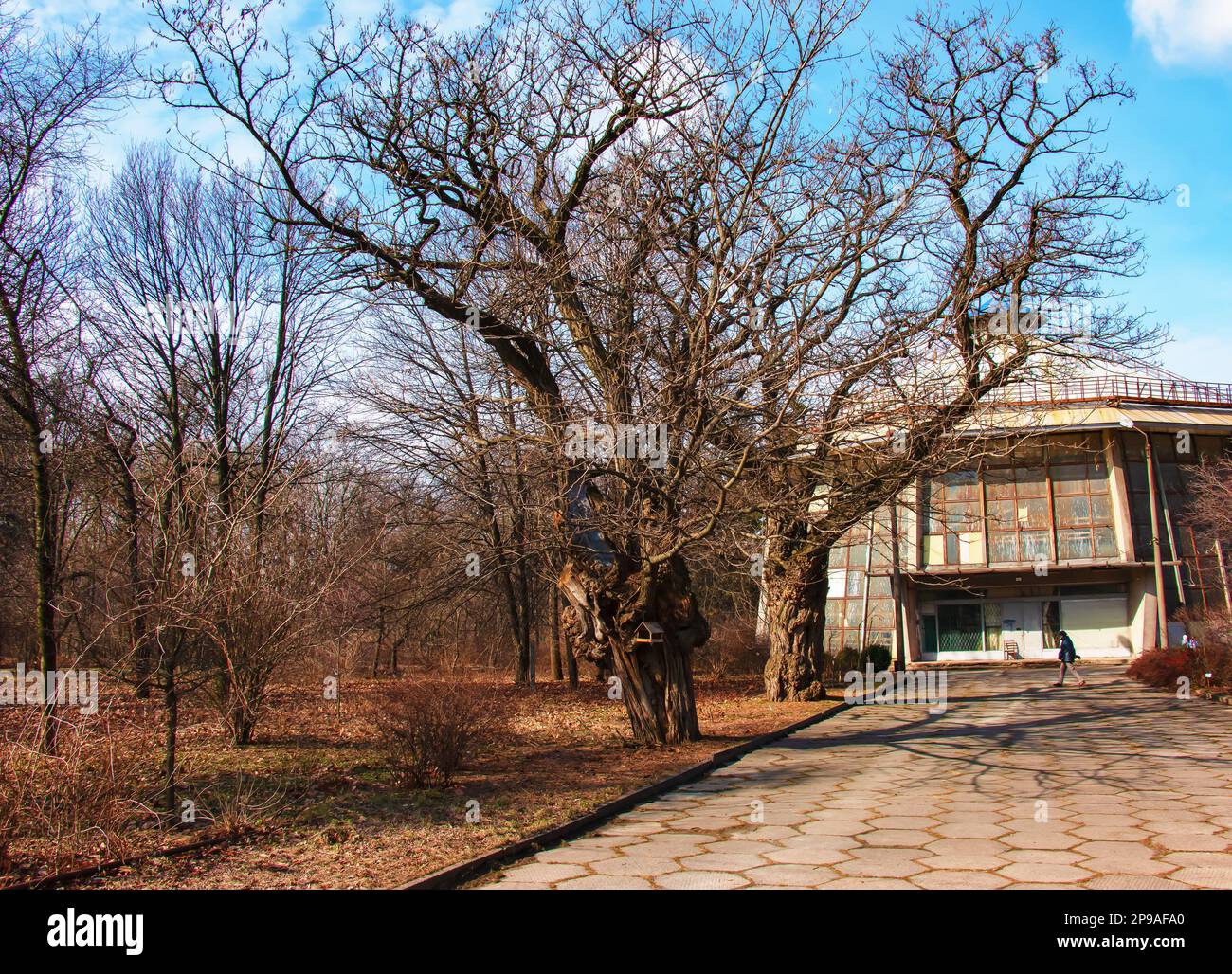 Old mountain ash trees hi-res stock photography and images - Alamy