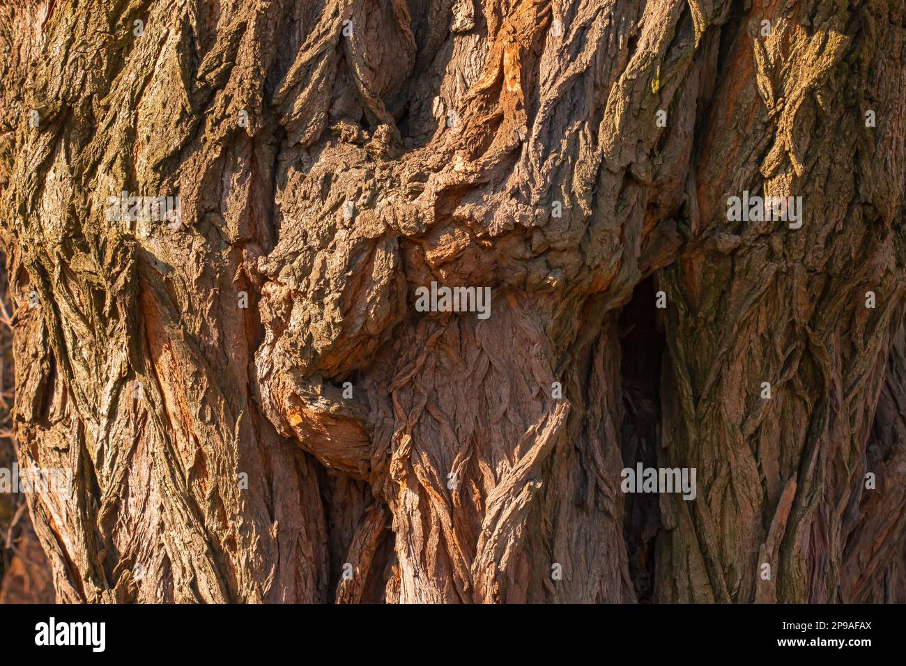 Fragment of the wood structure of the brown bark of an old rowan tree ...