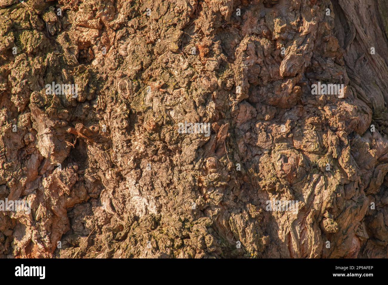 Fragment of the wood structure of the brown bark of an old rowan tree ...
