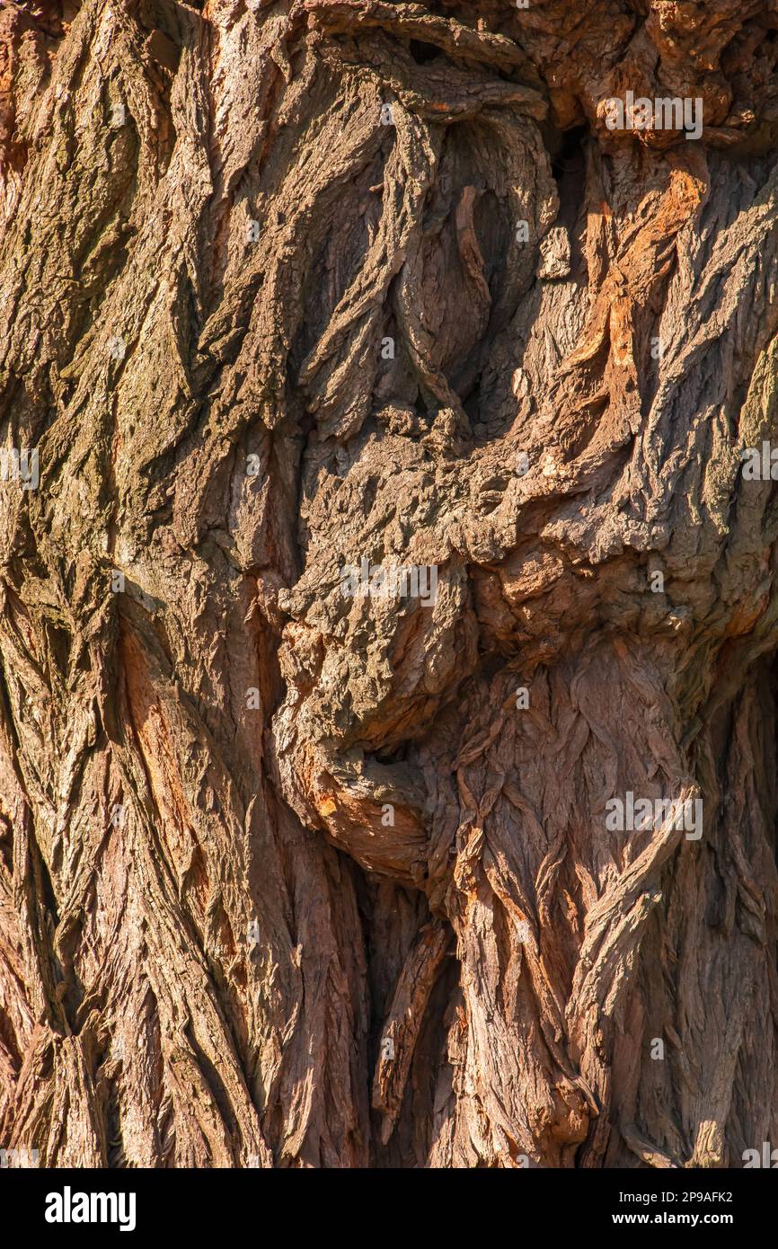 Fragment of the wood structure of the brown bark of an old rowan tree ...