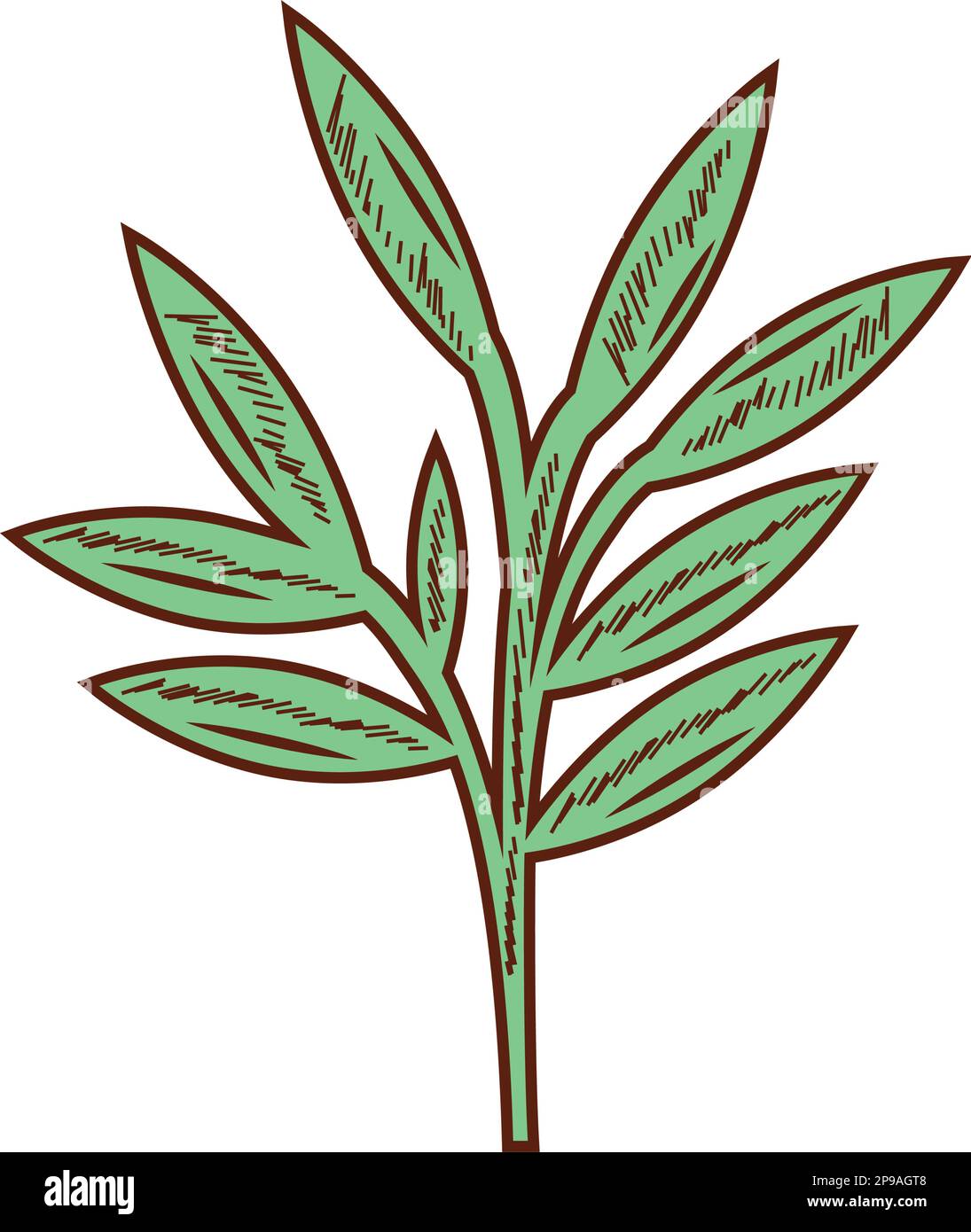 Tropical medicinal tree Stock Vector Images - Alamy