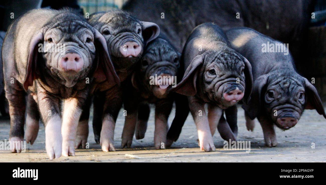 Meishan piglets walk together at the Tierpark zoo in Berlin on Tuesday ...