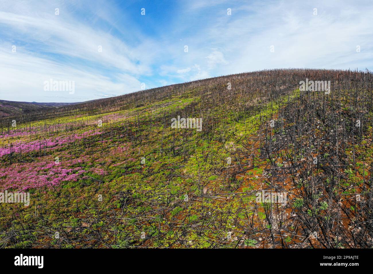 Aerial view of landscape in northern Canada, Yukon Territory with pink ...