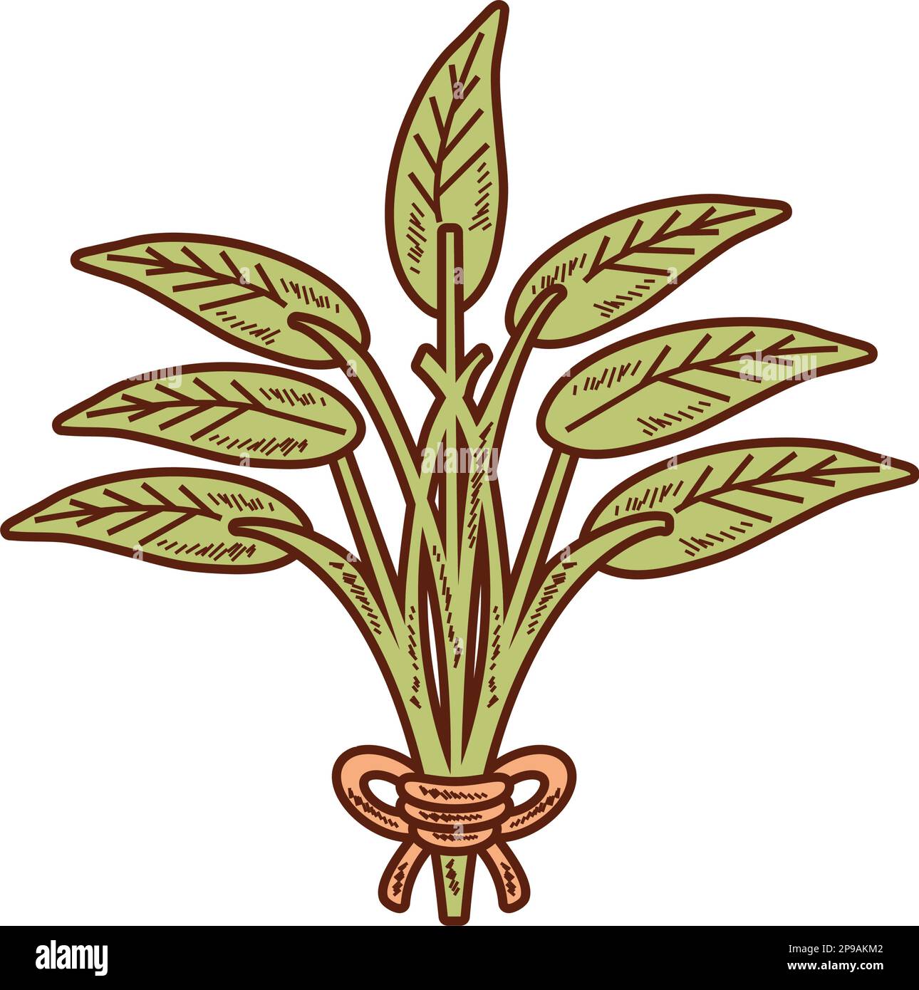 Leaf leaves aromatic basil Stock Vector Images - Alamy
