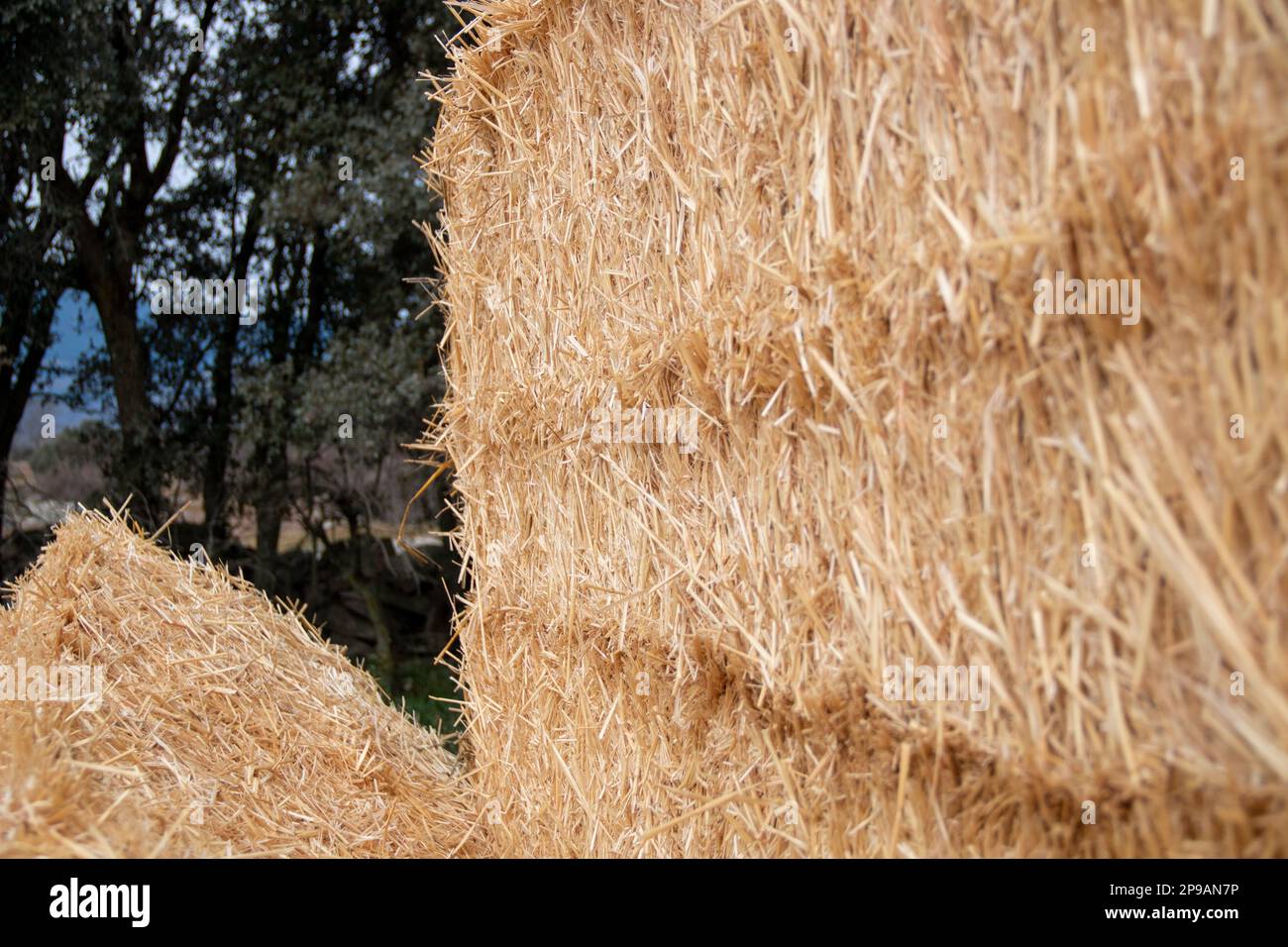 Farm harvest straw agriculture grass hi-res stock photography and ...