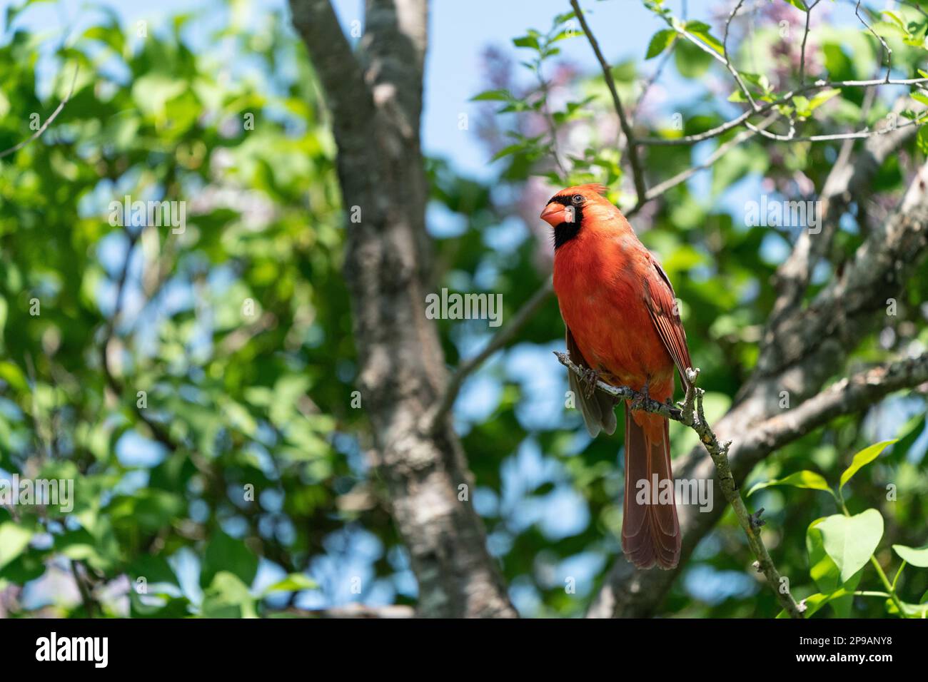 Male cardinal bird Stock Photo - Alamy