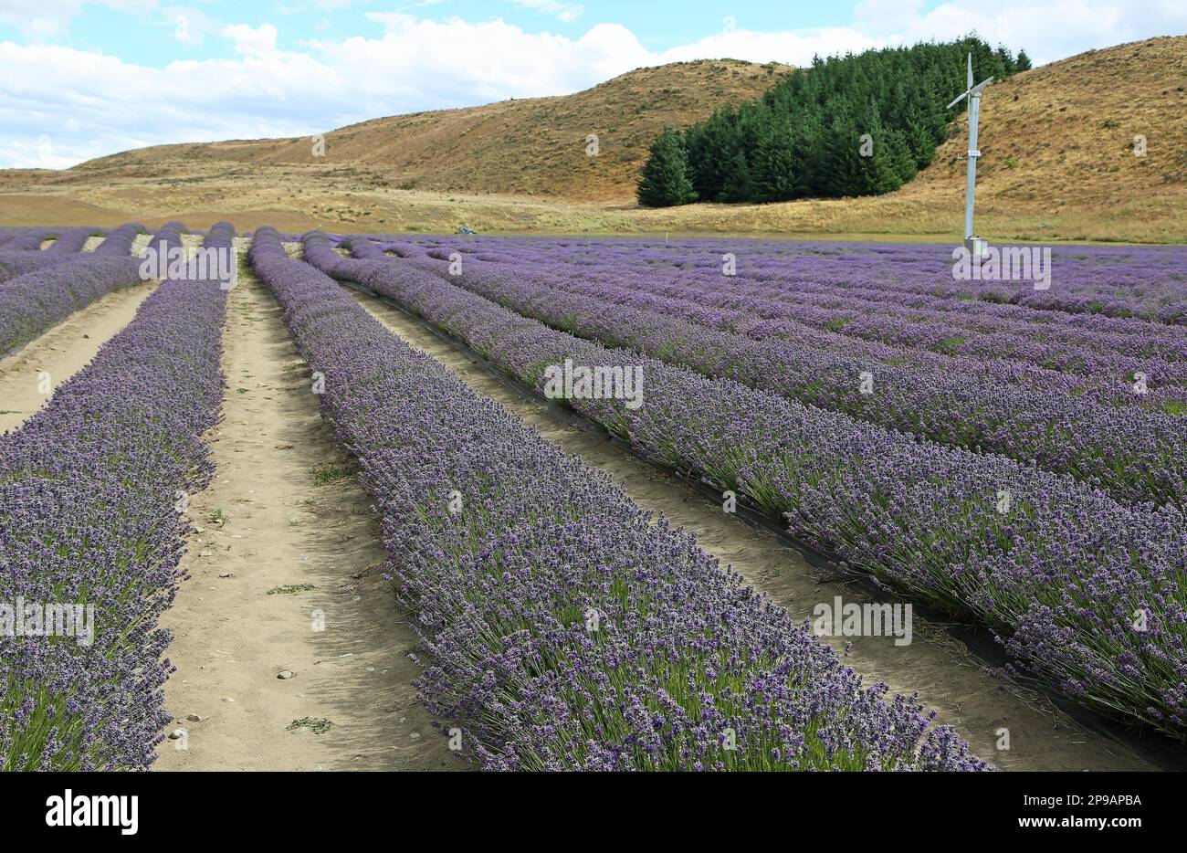 Lavender plantation - New Zealand Stock Photo - Alamy