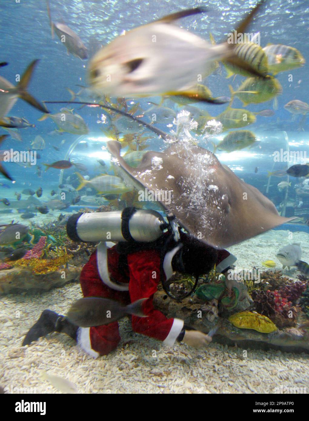 A diver clad in Santa Claus suit avoids a rushing stingray trying to ...