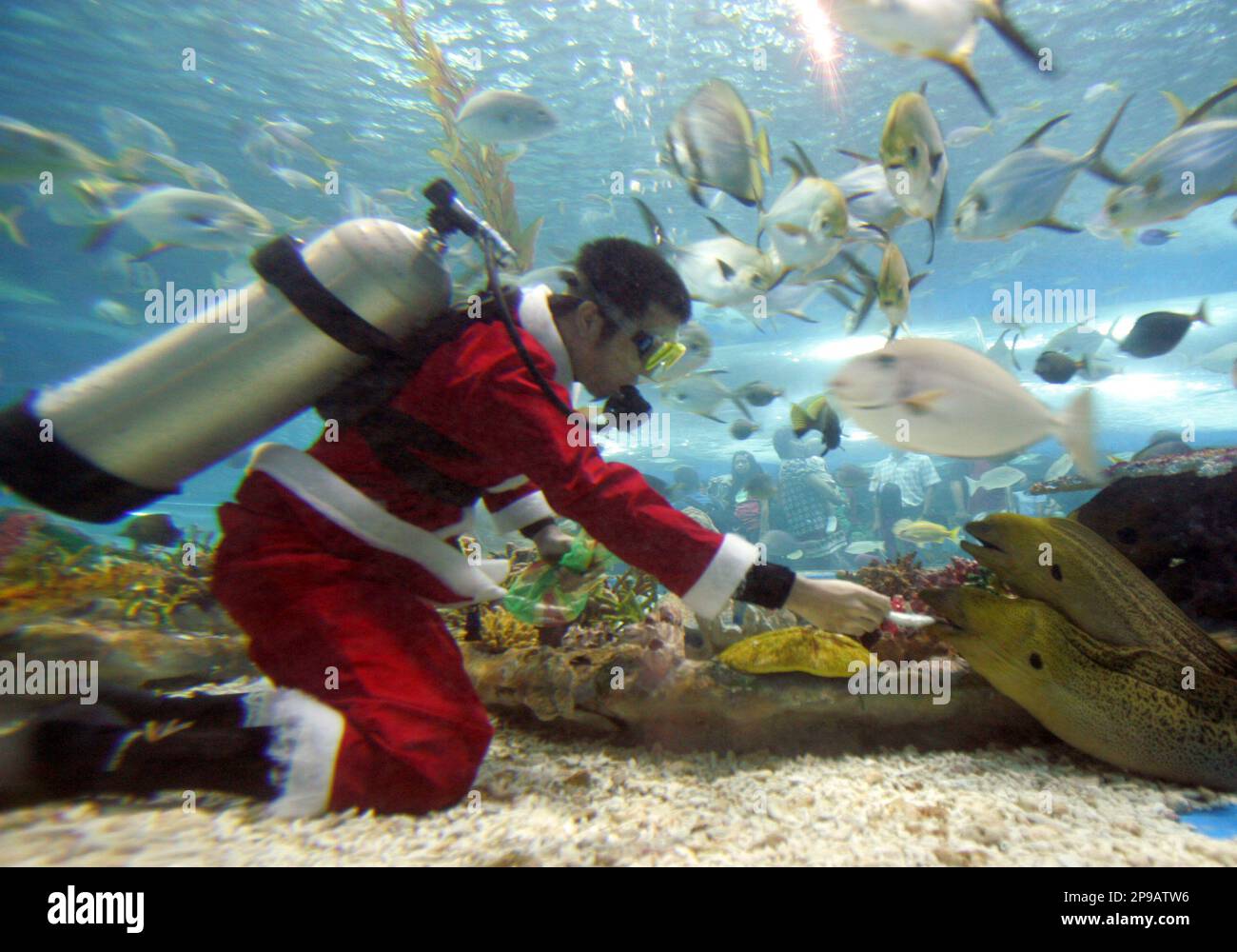 A diver clad in Santa Claus suit feeds moray eels inside an aquarium ...