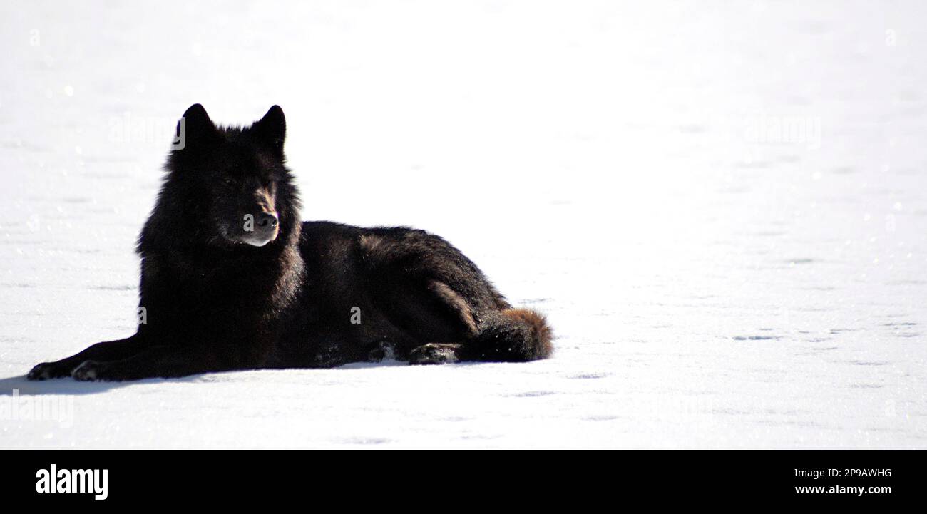 Romeo, a black wolf without a pack is shown sitting in the snow near ...