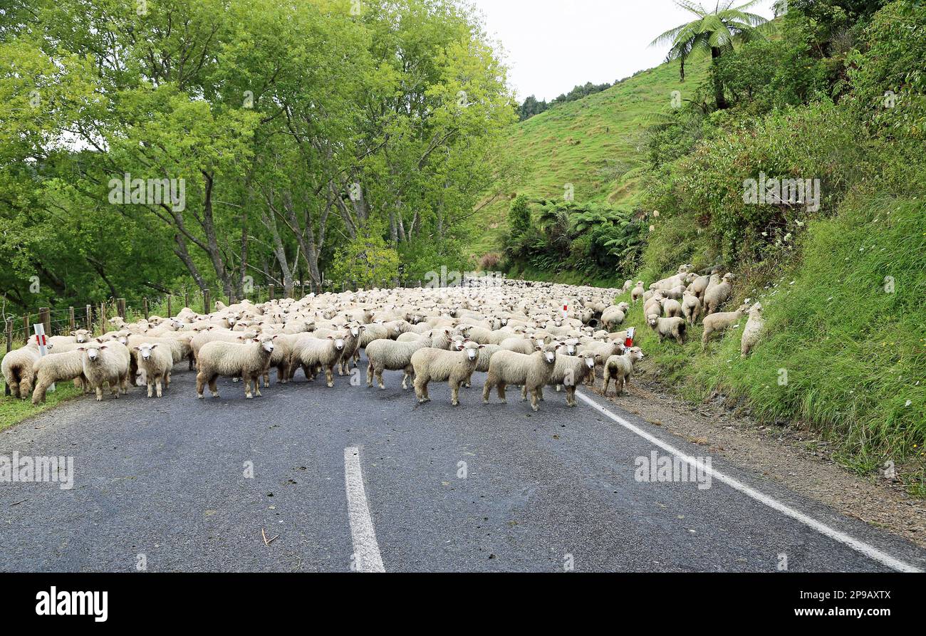 Sheep round up - Forgotten World Highway - New Zealand Stock Photo - Alamy