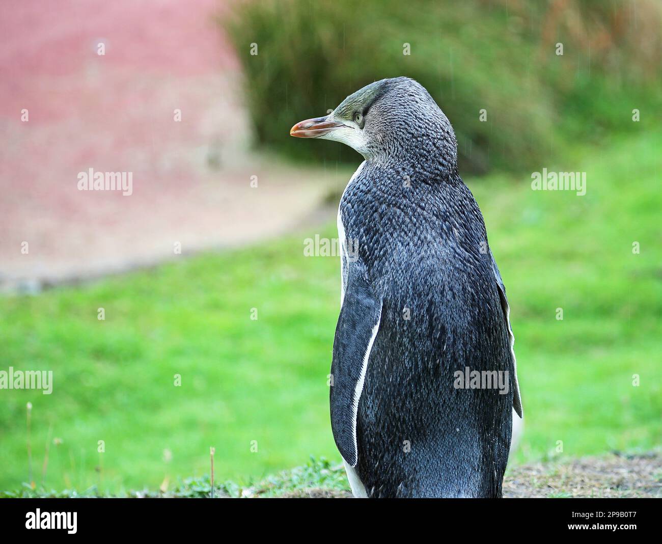 Penguin from back hi-res stock photography and images - Alamy