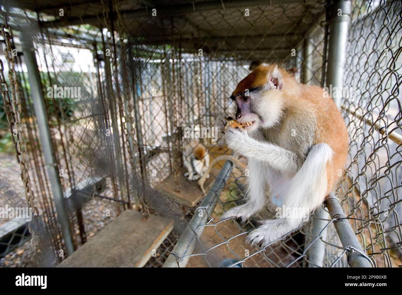 ** TO GO WITH PUERTO RICO MONOS ** A monkey eats a sweet potato in a ...