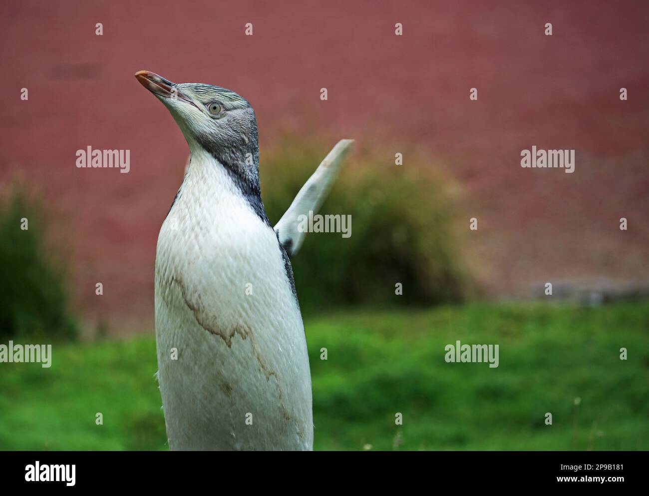 Animal flippers hi-res stock photography and images - Alamy