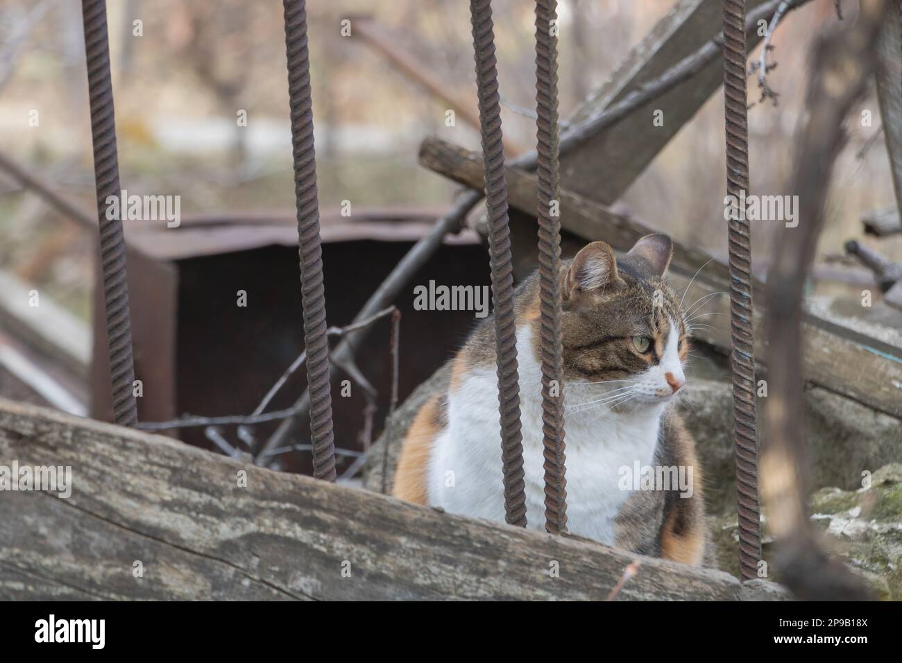 Restraint cage hi-res stock photography and images - Alamy