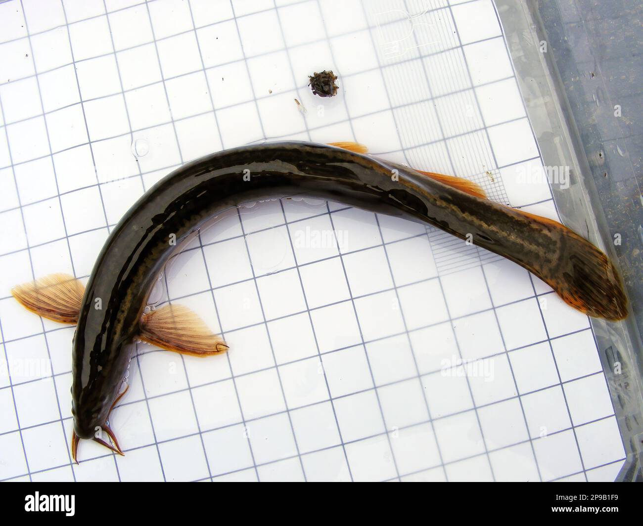 Take the measurement hi-res stock photography and images - Alamy