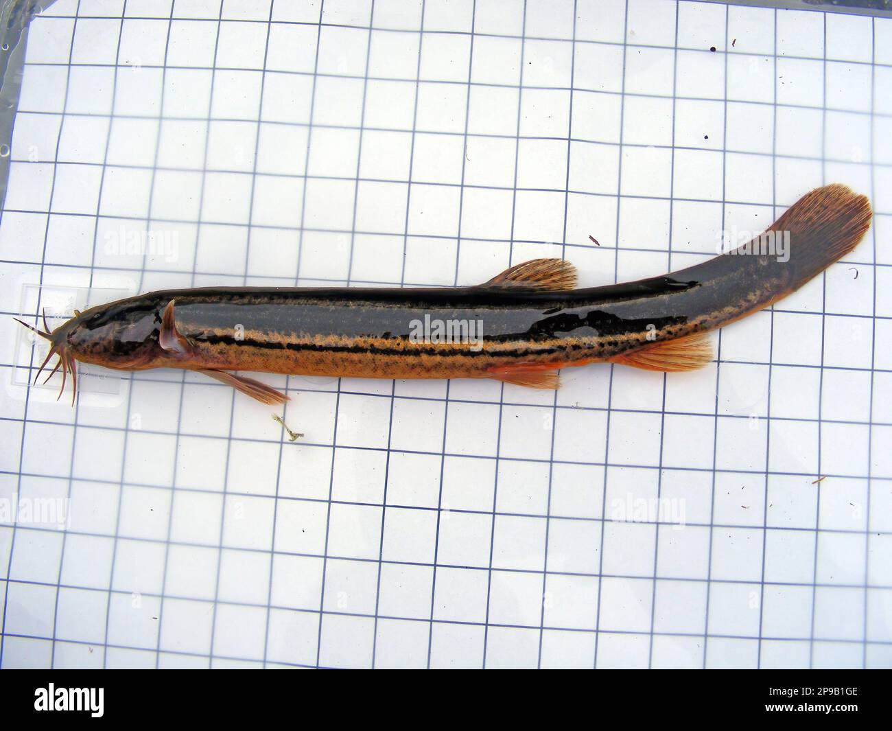 Fish Weather loach (Misgurnus fossilis) on the background of a 5 mm ...