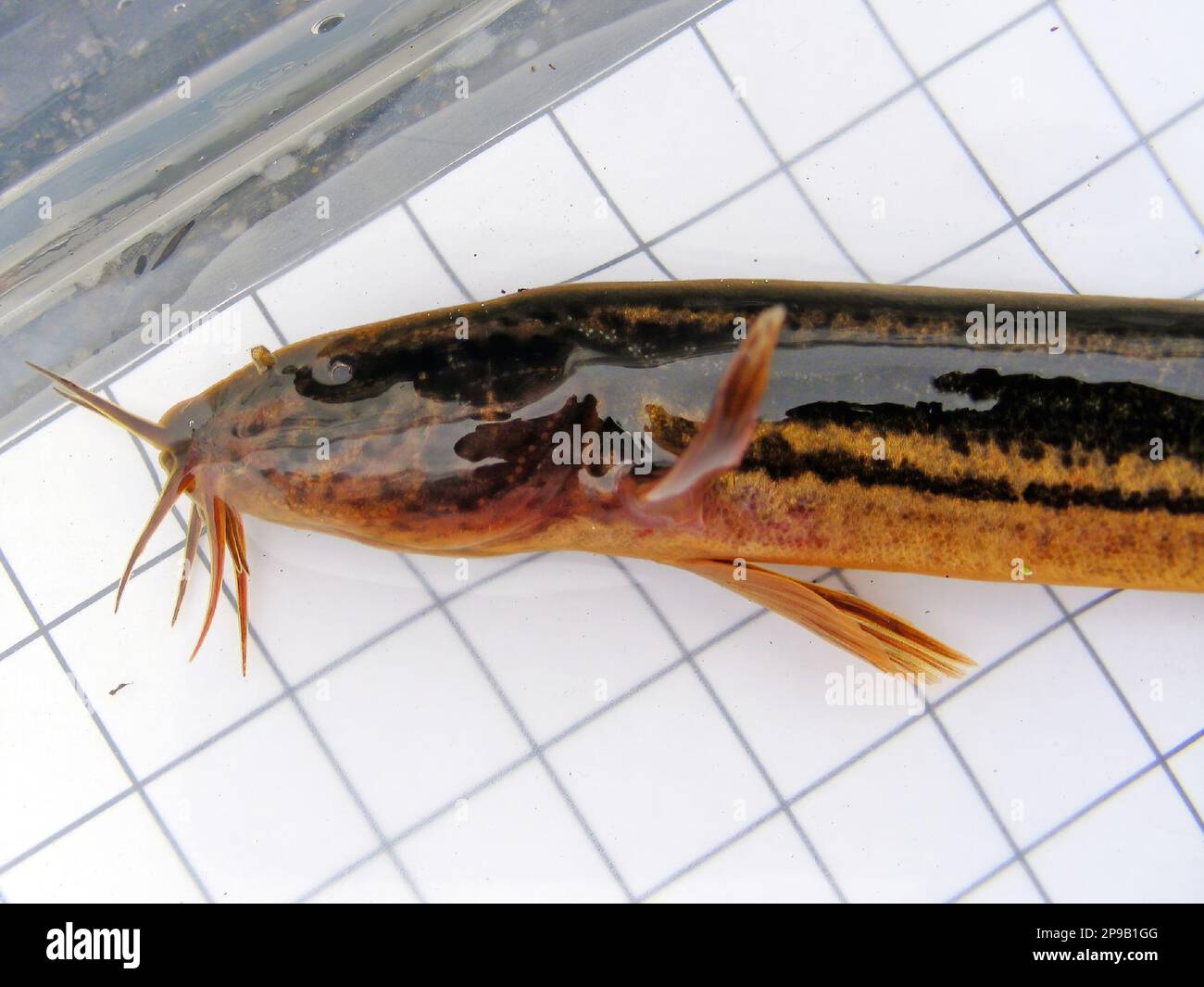 Fish Weather loach (Misgurnus fossilis) on the background of a 5 mm ...