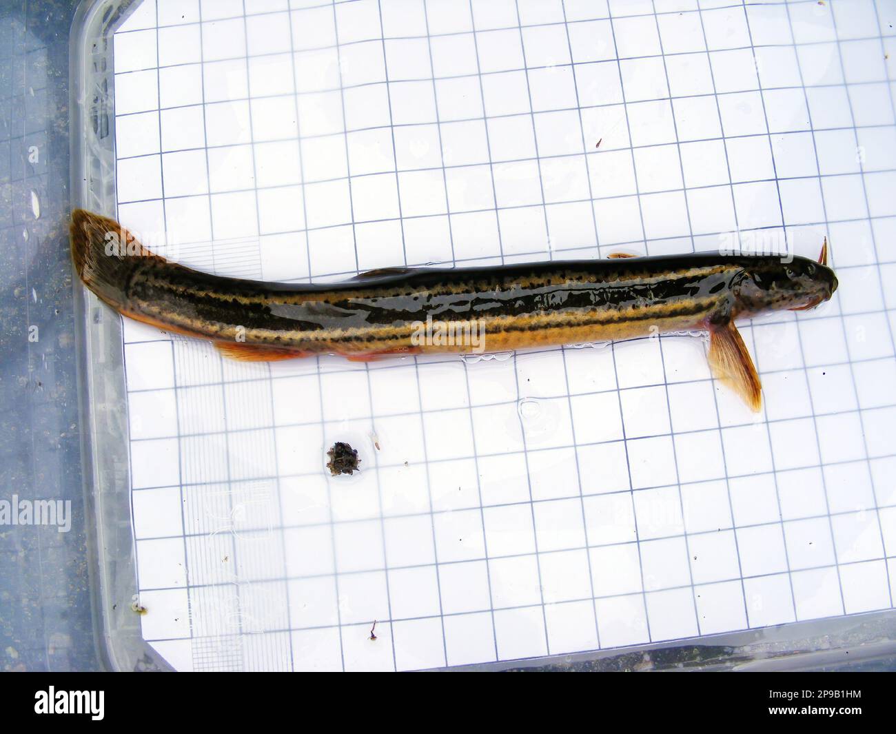 Fish Weather loach (Misgurnus fossilis) on the background of a 5 mm ...