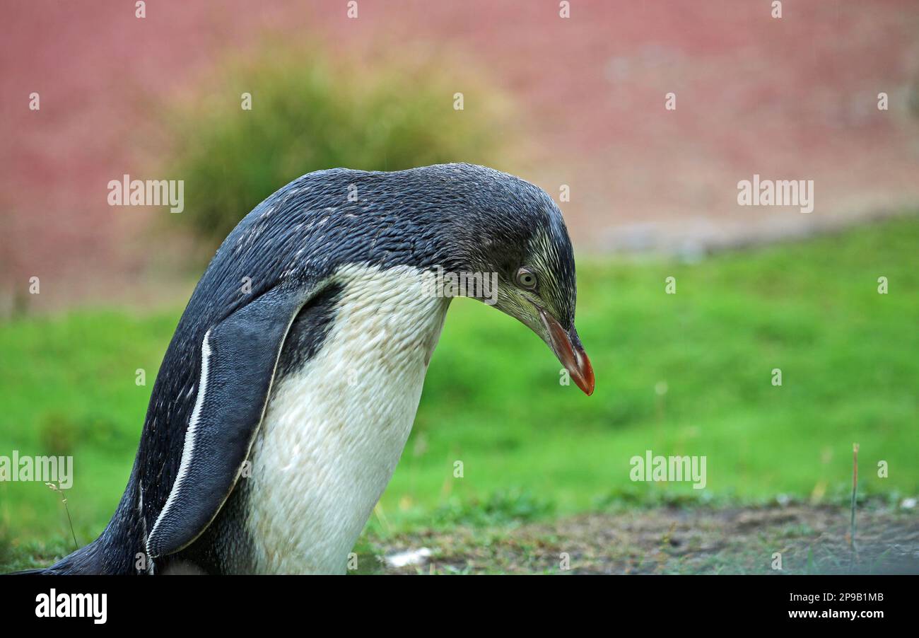 Penguin looking at something on the ground - New Zealand Stock Photo ...
