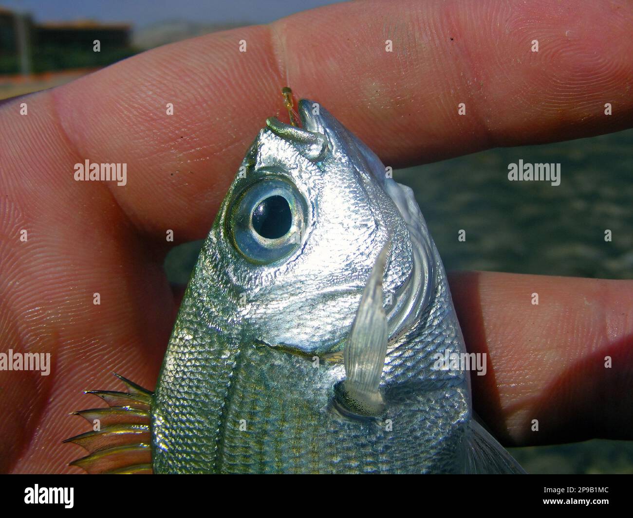 White seabream (Diplodus). A fish caught on a fishing rod off the coast ...