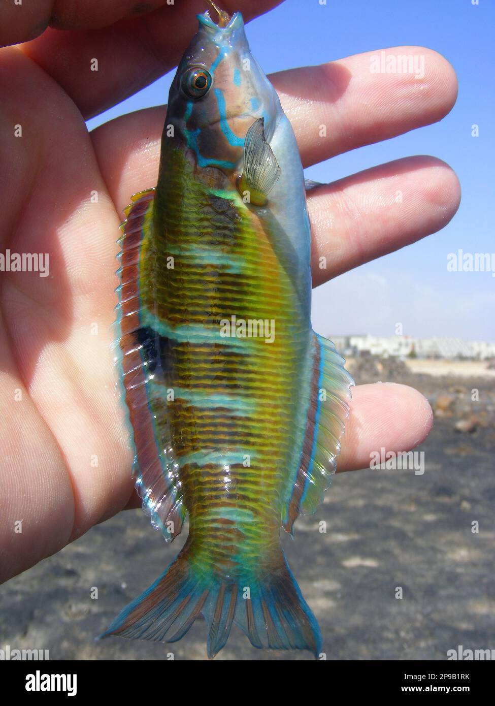 Ornate wrasse (Thalassoma pavo). Fish caught off the coast of Spain ...