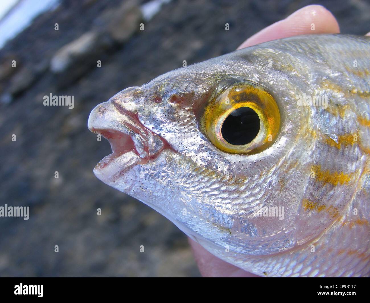 Sarpa salpa, known commonly as the dreamfish, salema, salema porgy, cow ...