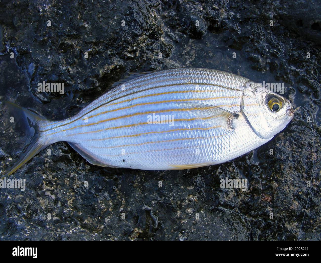 Sarpa salpa, known commonly as the dreamfish, salema, salema porgy, cow bream or goldline, is a ...