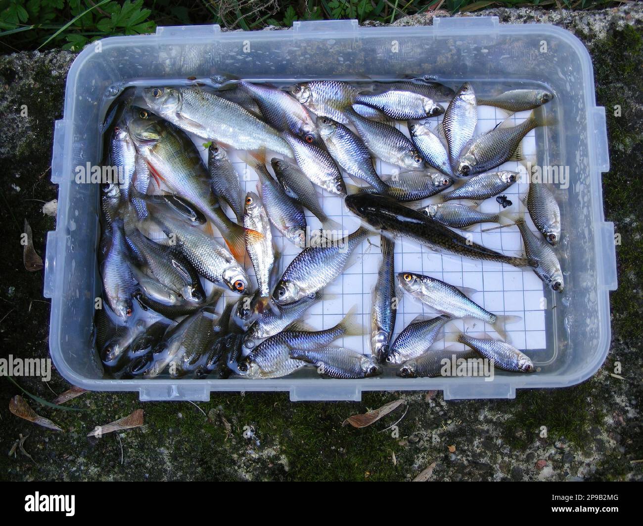 The Amur bitterling (Rhodeus sericeus) is a small fish of the carp ...