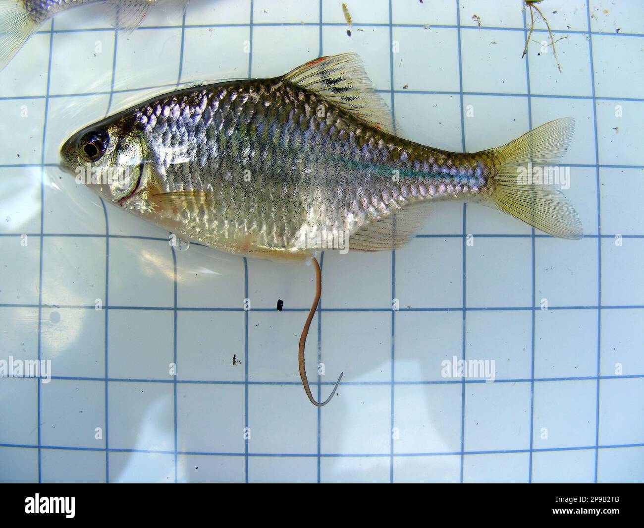 The Amur bitterling (Rhodeus sericeus) is a small fish of the carp ...