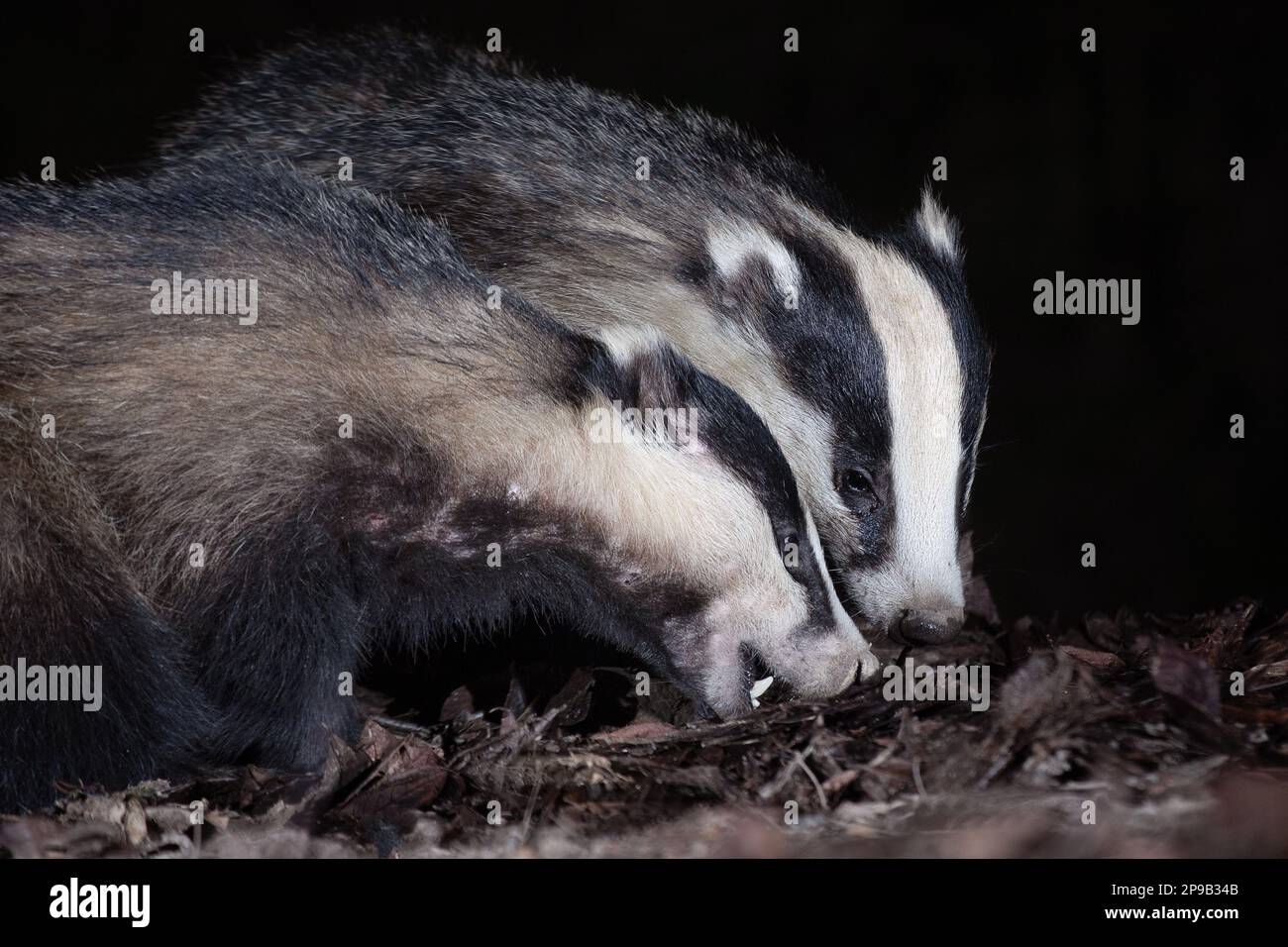 Badger close up hi-res stock photography and images - Alamy