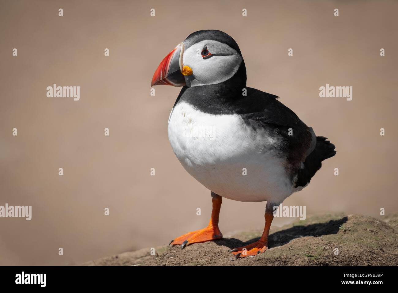 A close up portrait of an atlantic puffin as it stands on the ground ...