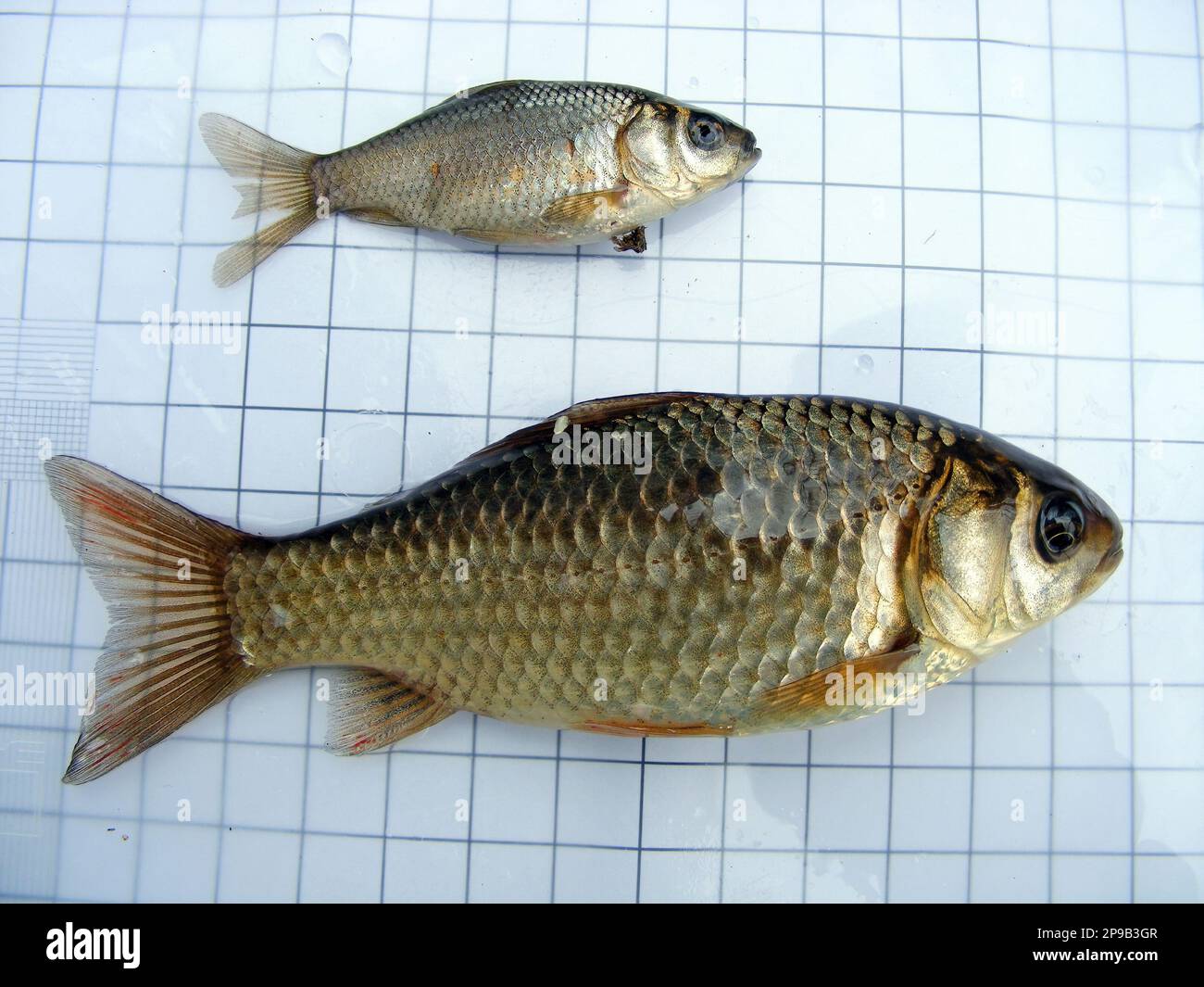 Fish crucian carp (Carassius carassius) on the background of a 5 mm ...