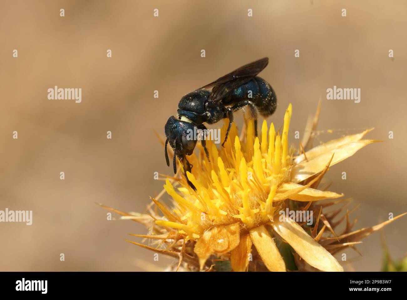Natural closeup on a mediterranean small blue-eyed carpenter bee ...
