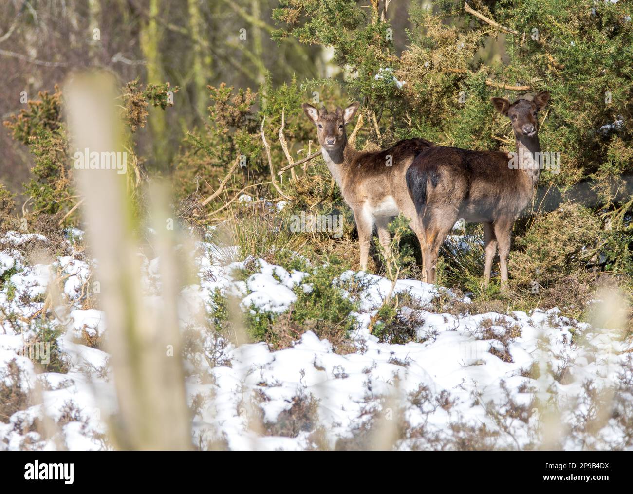 A young fallow buck and female doe in the winter snow, UK Stock Photo ...