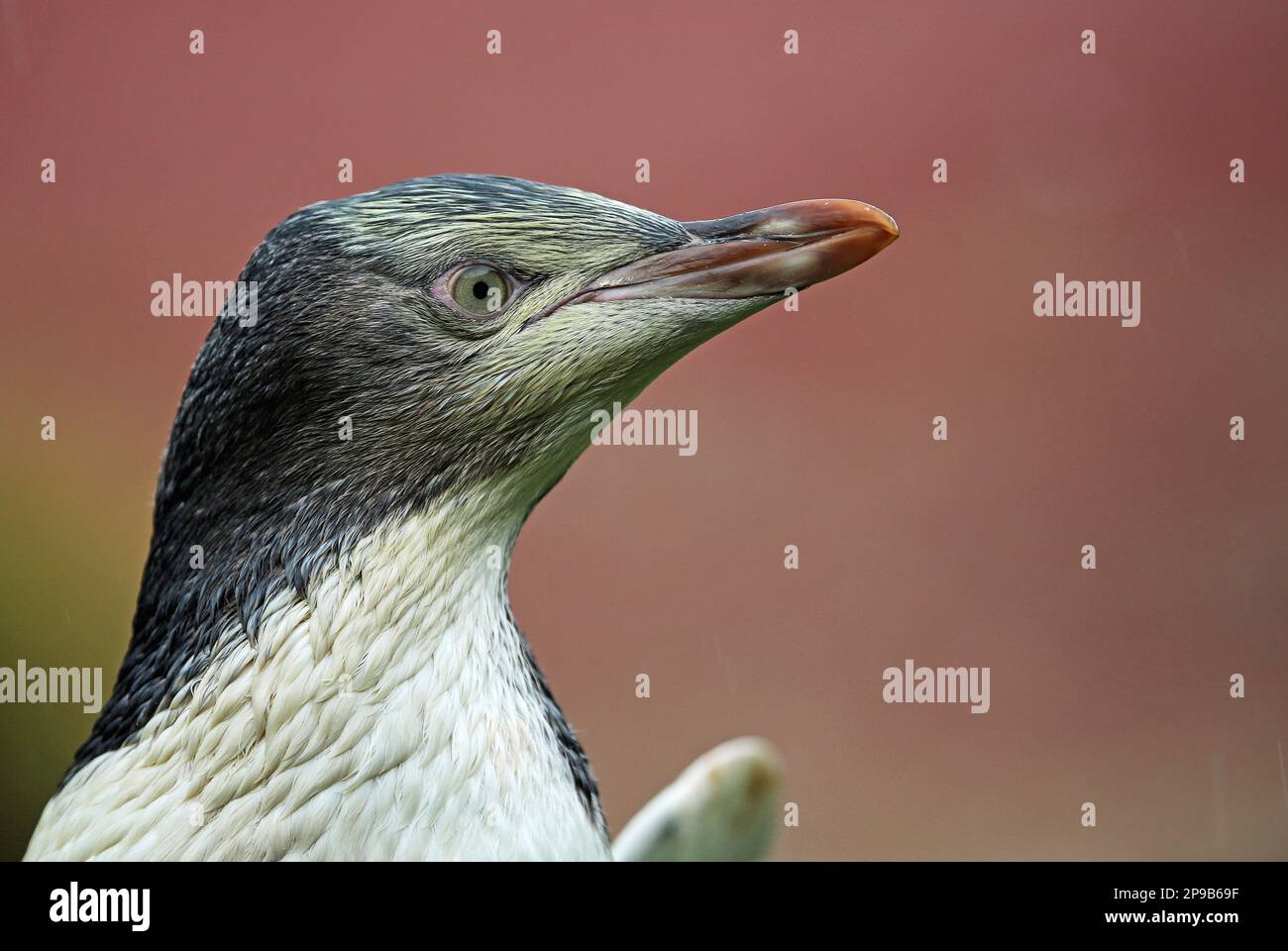 New zealand animal hi-res stock photography and images - Alamy