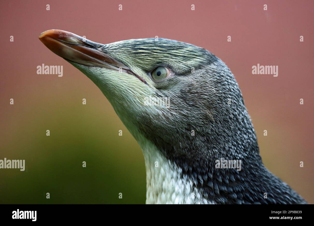 Penguin head - New Zealand Stock Photo - Alamy