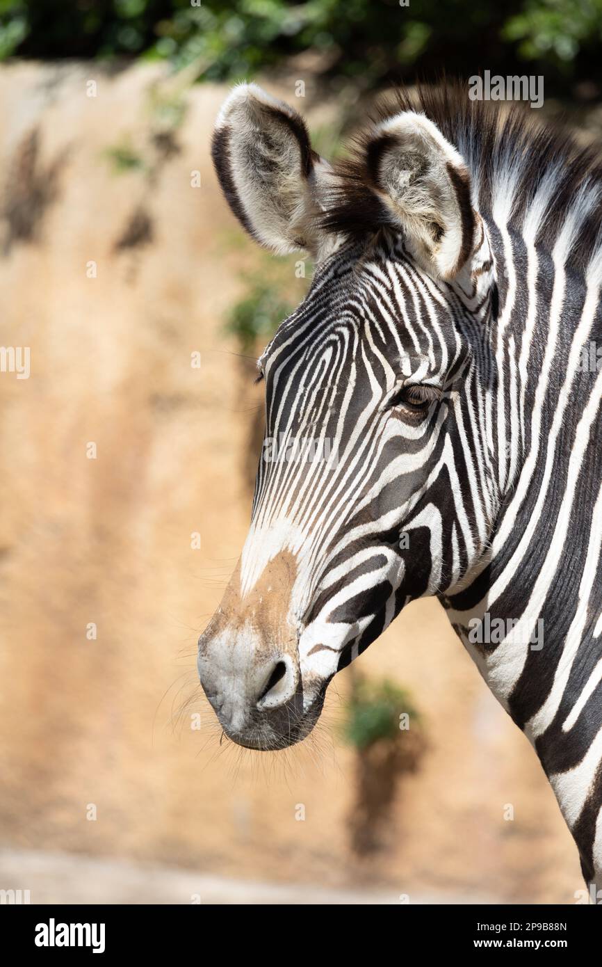 Herd endangered grevys zebras hi-res stock photography and images - Alamy