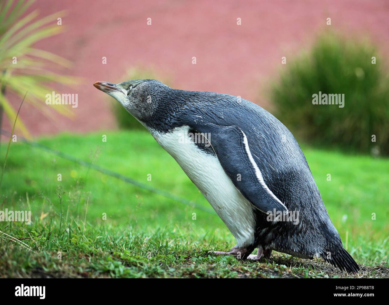 Yellow eyed penguin chick hi-res stock photography and images - Alamy