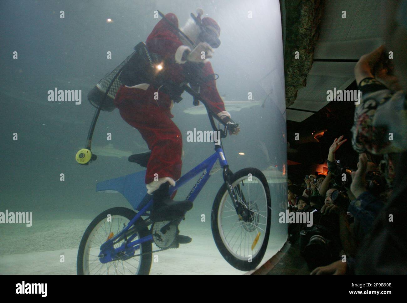 A diver in Santa Claus costume rides a bicycle inside a shark tank at ...