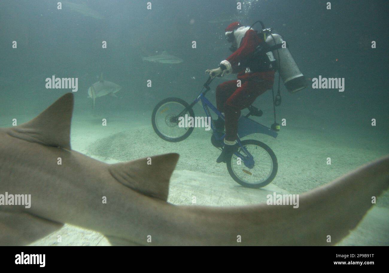 A diver in Santa Claus costume rides a bicycle inside a shark tank at ...