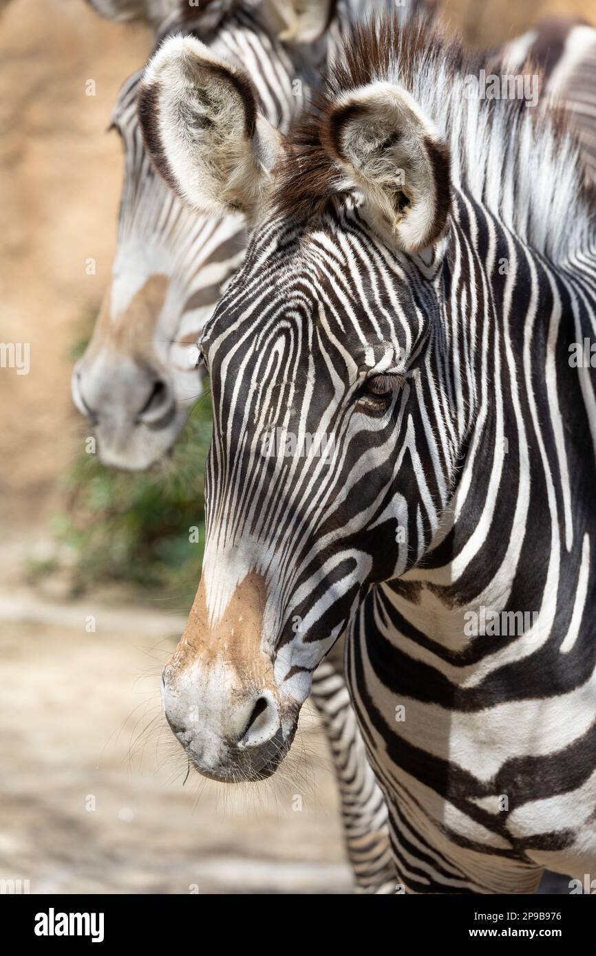 Largest of all zebra species hi-res stock photography and images - Alamy