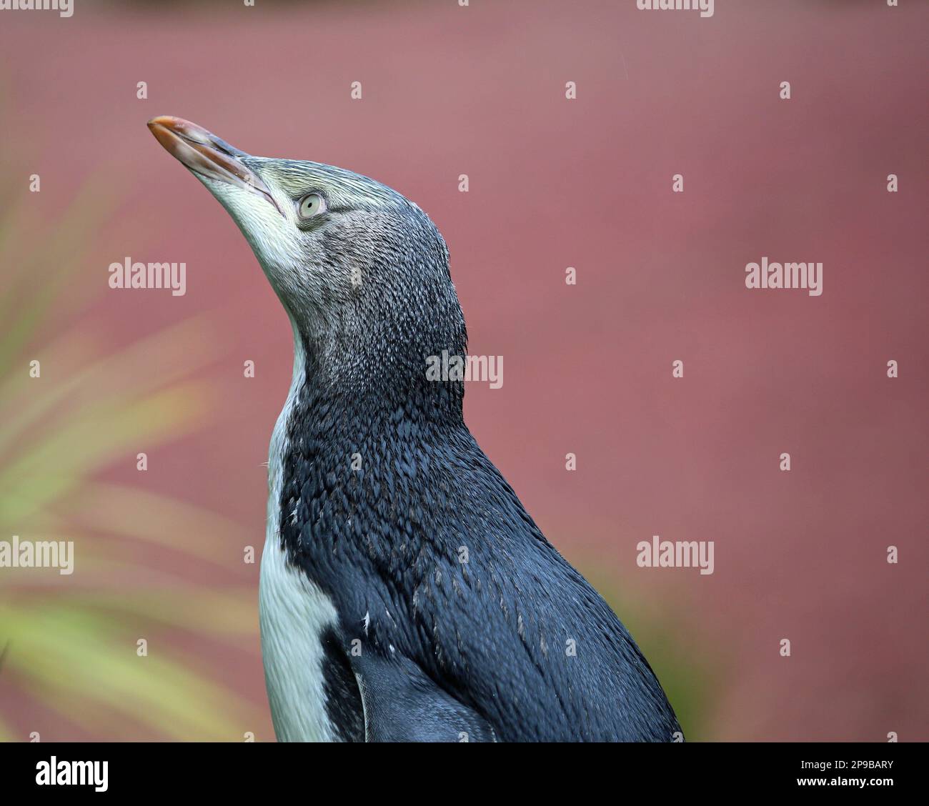 Penguin looking up - New Zealand Stock Photo - Alamy