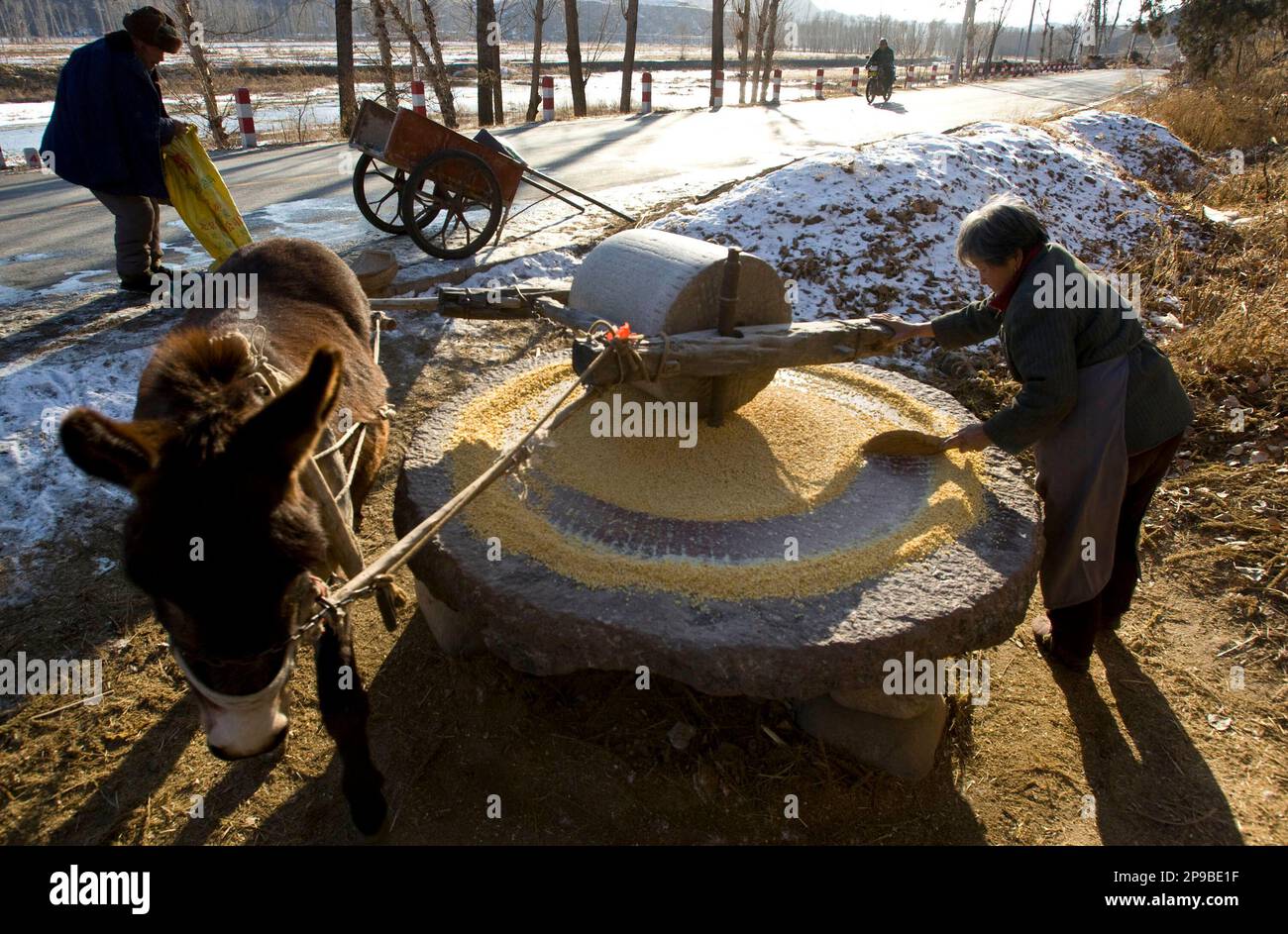 An elderly woman grains corn using a donkey-powered mill near a village ...