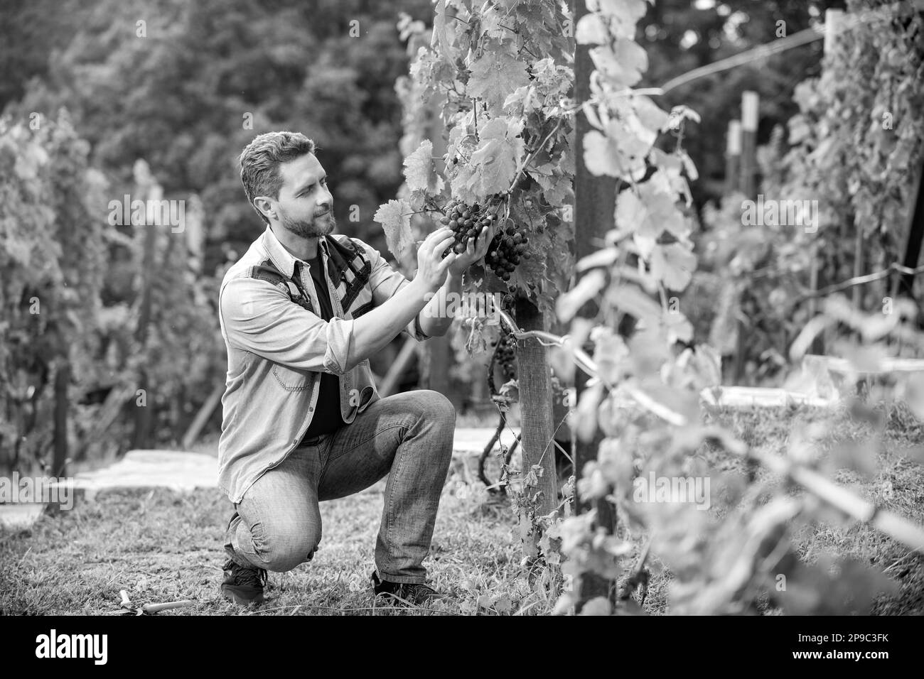 Grapevine farm Black and White Stock Photos & Images - Alamy