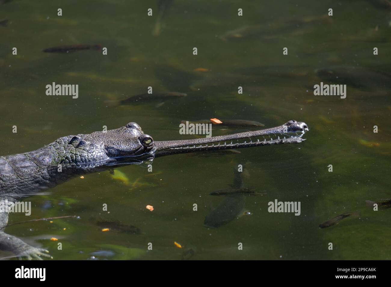 Gharial head detail hi-res stock photography and images - Alamy