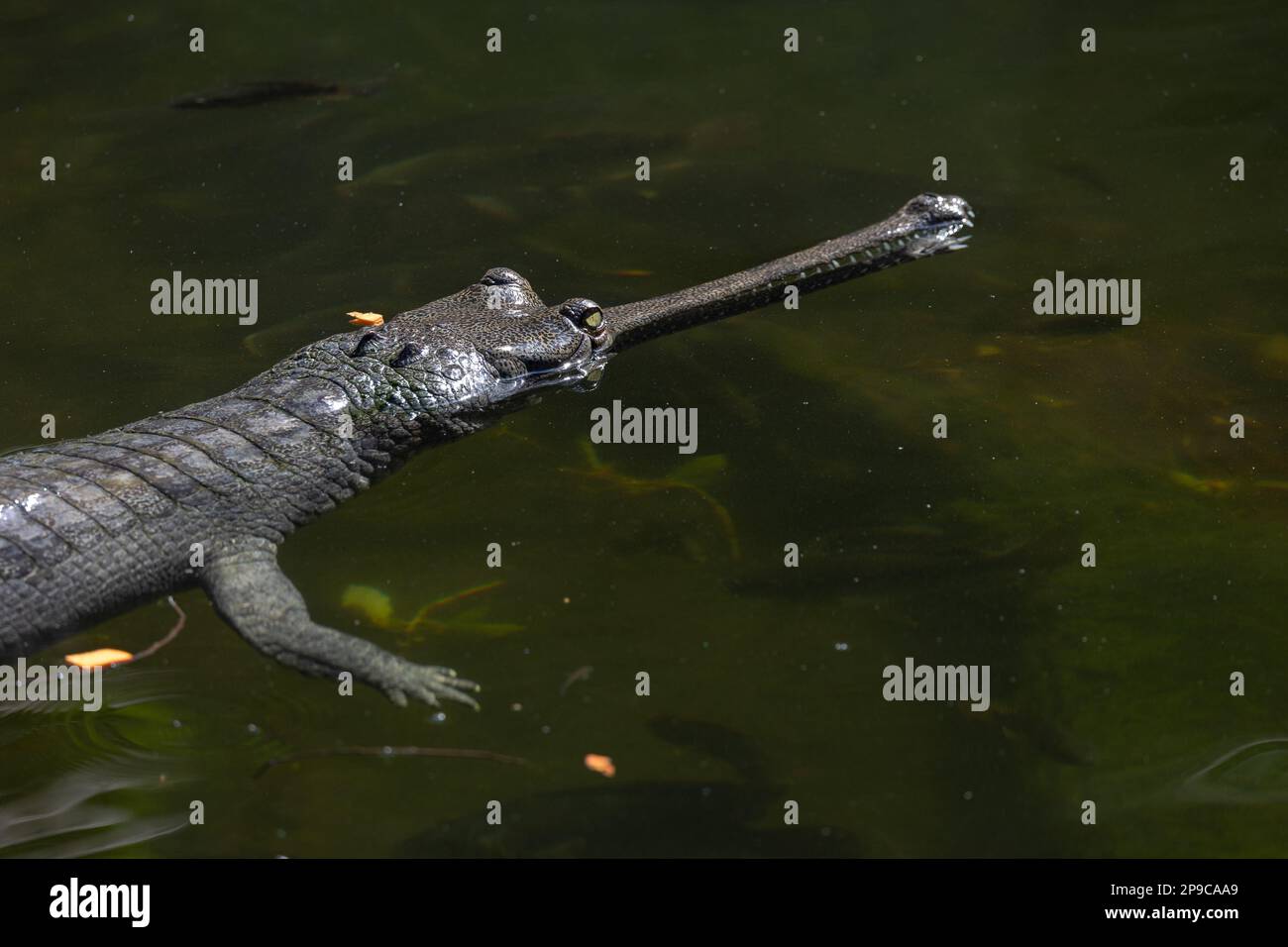 Indian gharial hi-res stock photography and images - Alamy