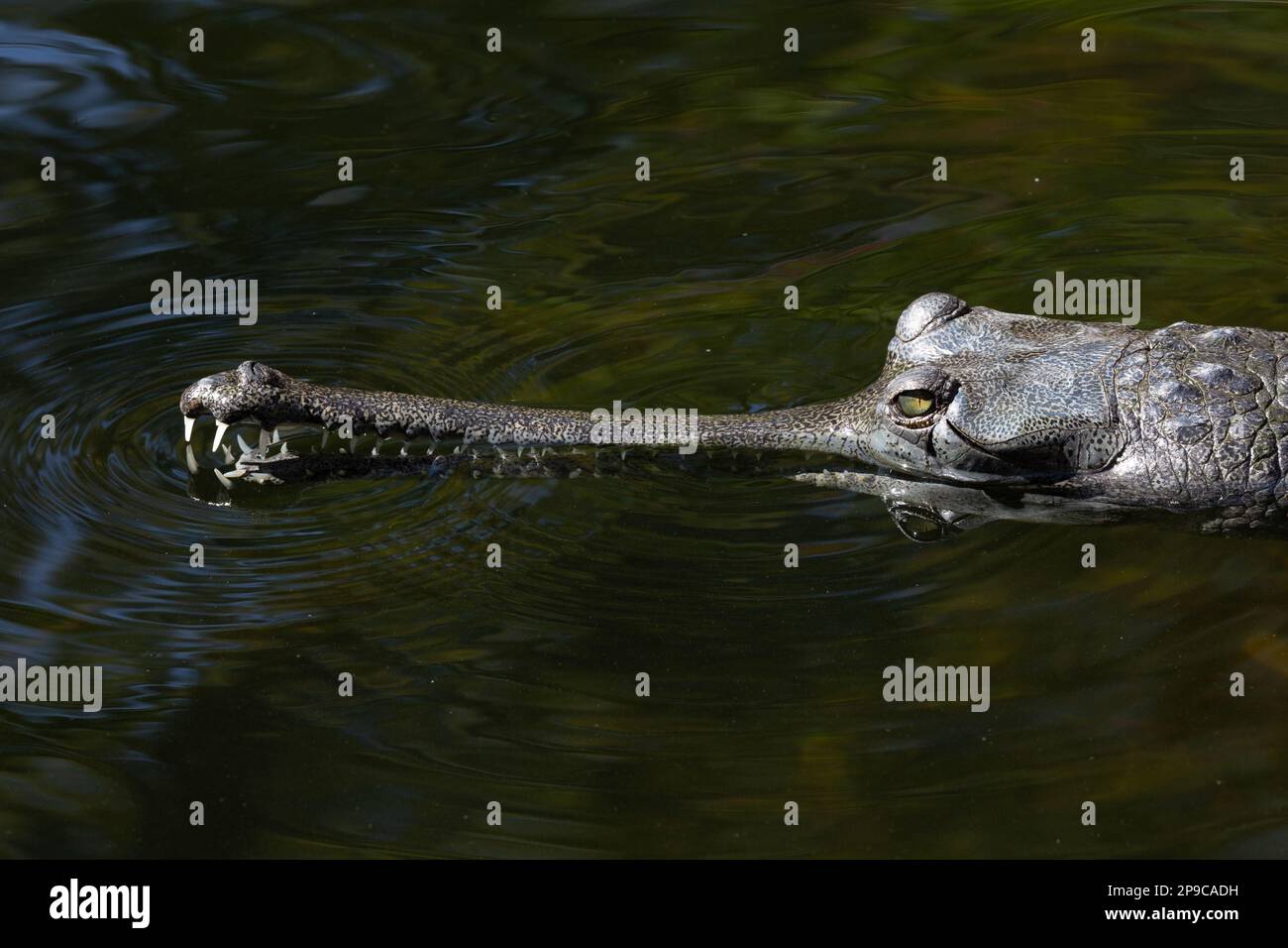 Indian gharial hi-res stock photography and images - Alamy
