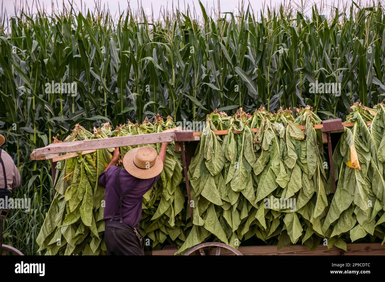 A View of an Amish Man Putting Harvested Tobacco on a Wagon to Bring To ...